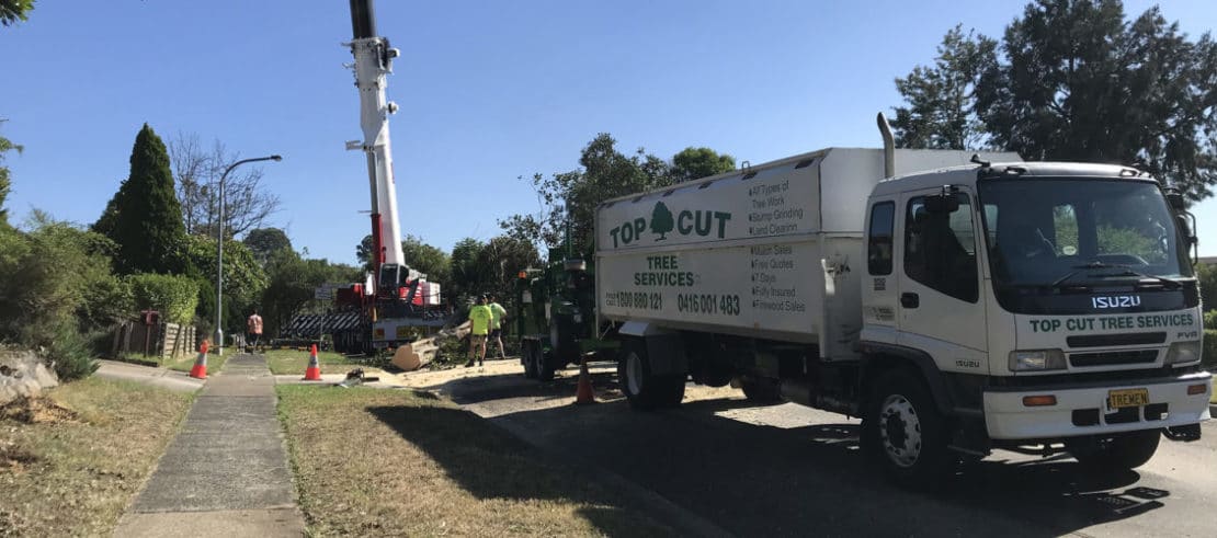Top Cut Tree Services Sydney | Professional Arborists & Tree Specialists