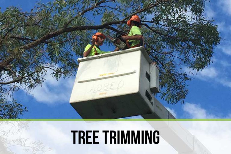 Top Cut Tree Services | Professional Arborists & Tree Specialists